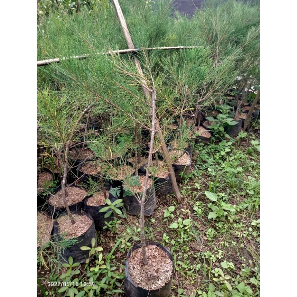 Jual tanaman bunga Cemara udang(casuarina equisetifolia) | Shopee Indonesia