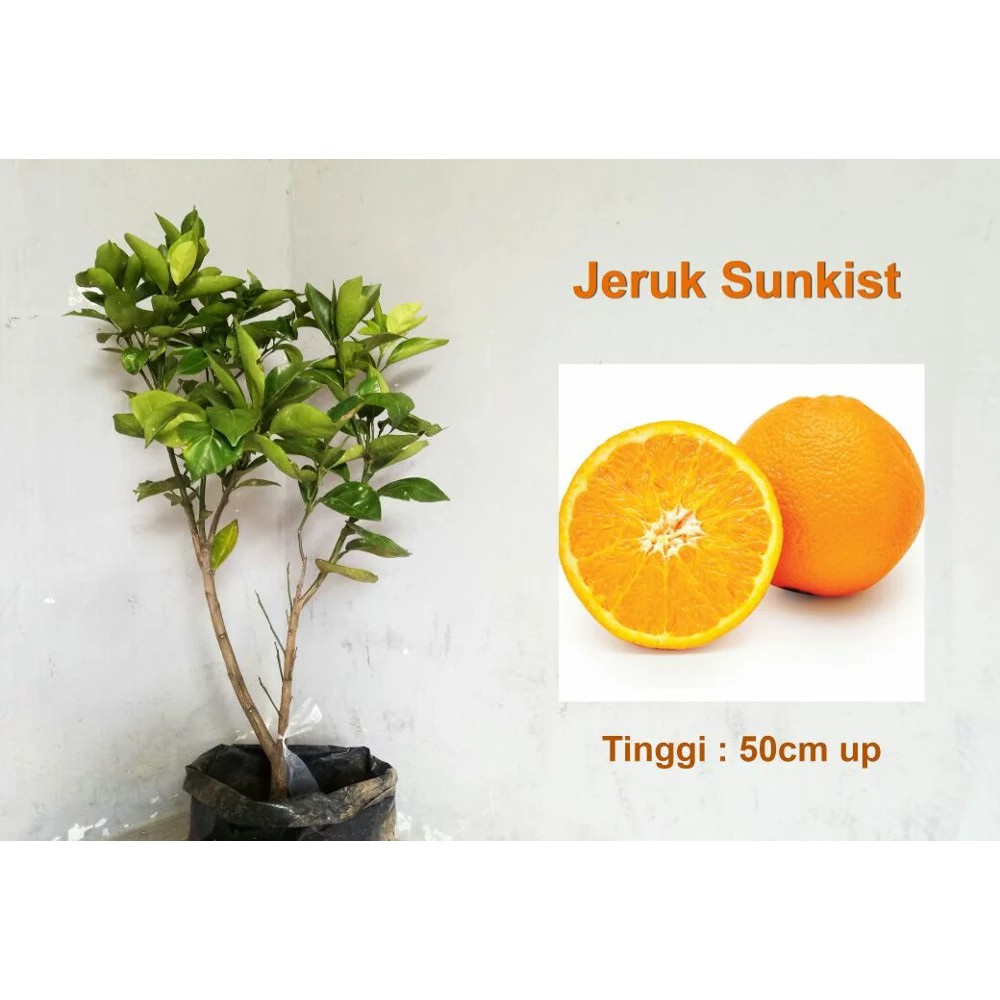 Jual Pohon Jeruk Sunkist Baby | Shopee Indonesia