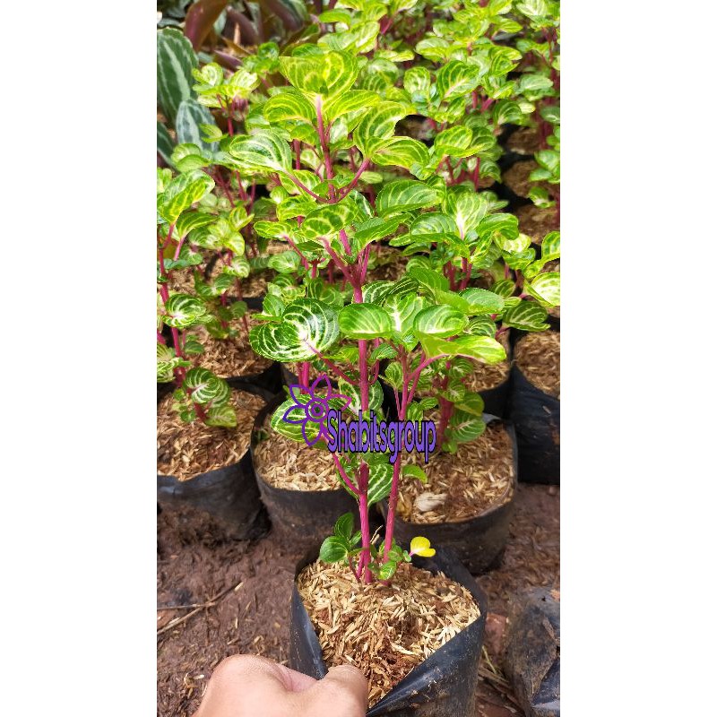 Jual BISA COD Tanaman hias miana mangkok mini batang merah - tanaman ...
