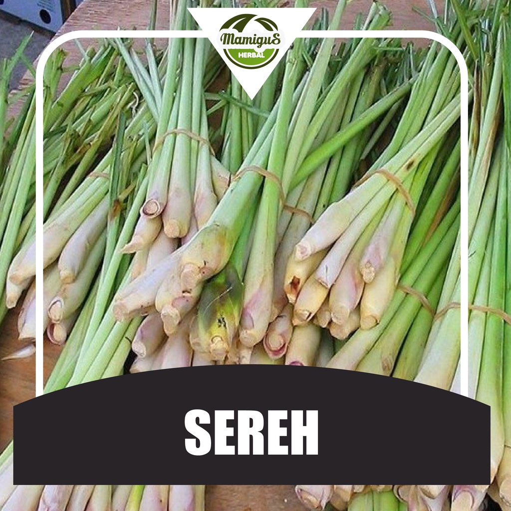 Jual Sereh Serai Segar / Lemongrass Fresh Bumbu Rempah | Shopee Indonesia