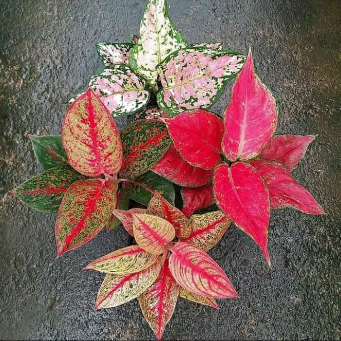 Jual BARU!! Paket 4 jenis aglonema stardust+red anja+legacy+three ...