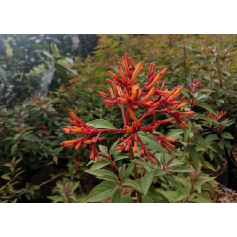 Jual Bunga Hamalia - Bunga Pusaka Orange - Tanaman Hias Pusaka Bunga ...