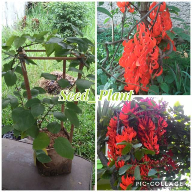 Jual Bibit Tanaman Flame Of Irian Bunga Api | Shopee Indonesia