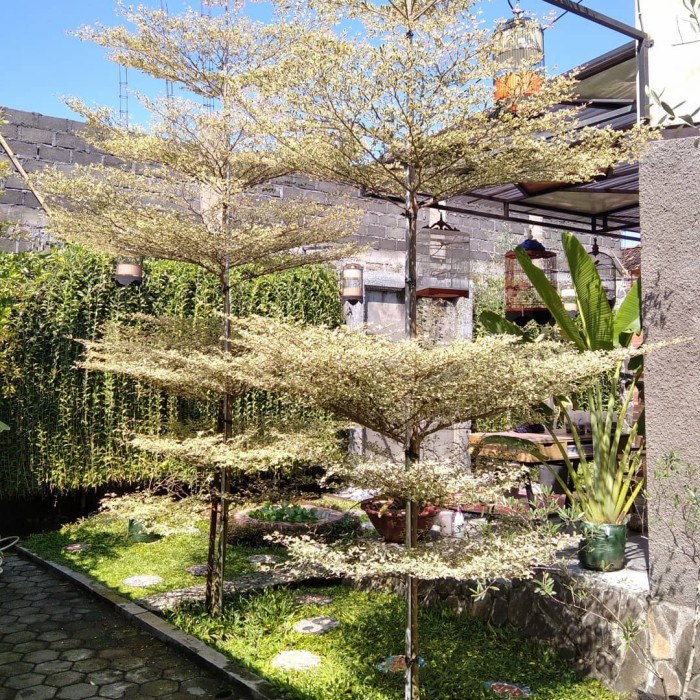 Jual Pohon Ketapang Kencana Variegata, Ketapang 2meter, Bibit Ketapang ...