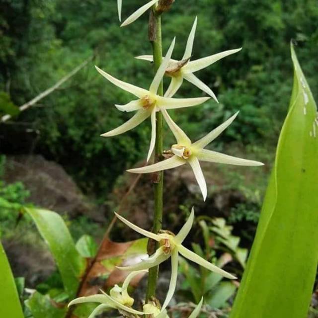 Jual Anggrek spesies bunga harum,eria javanica | Shopee Indonesia