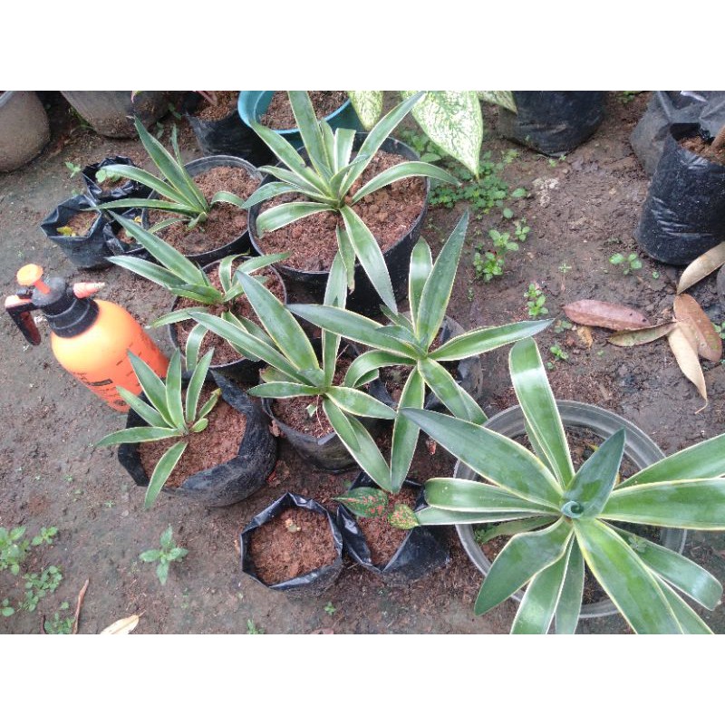 Jual BUNGA AGAVE GOLDEN BERRY/BUNGA NANAS-NANASAN KUNING | Shopee Indonesia