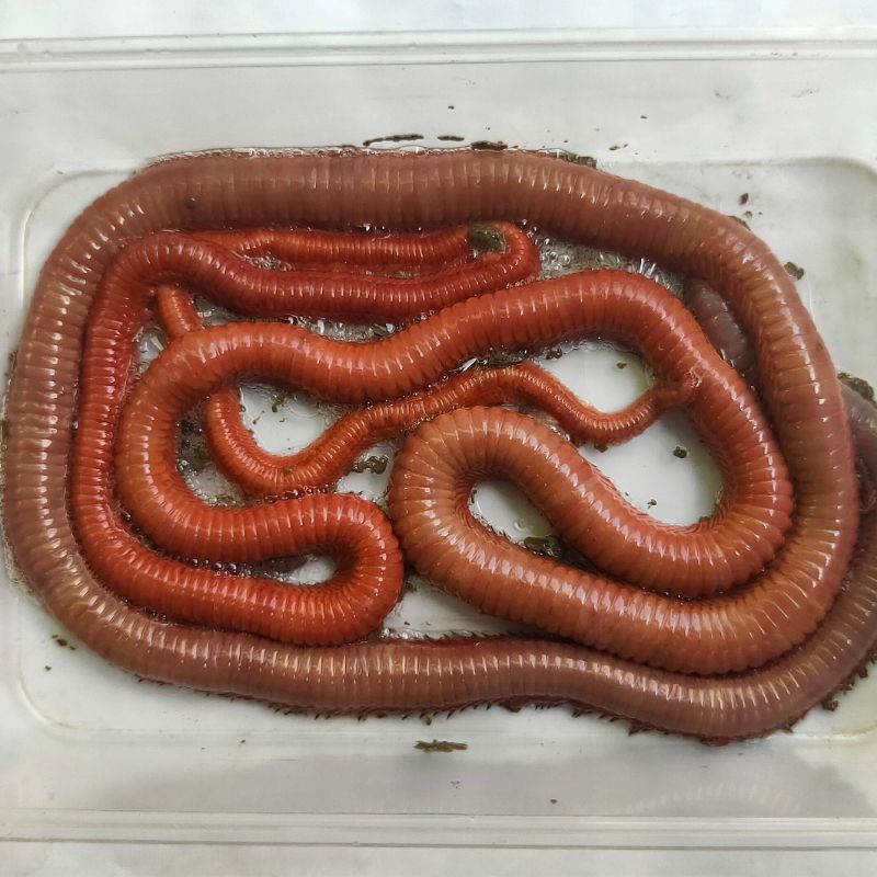 Jual cacing Nipah | Shopee Indonesia