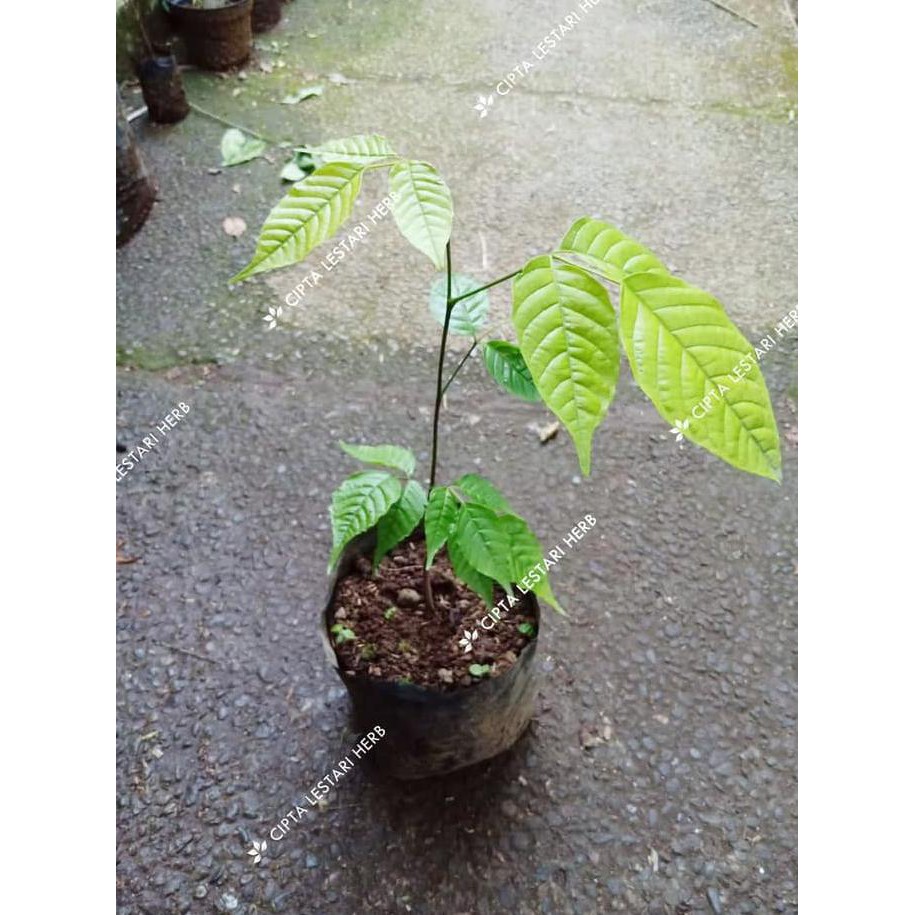 Jual BIBIT POHON BUAH KECAPI - TANAMAN FAVORITE MULAI LANGKA ASLI ...