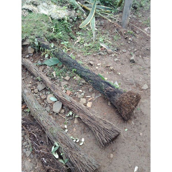 Jual pohon pakis batang penyangga tanaman rambat per batang | Shopee ...