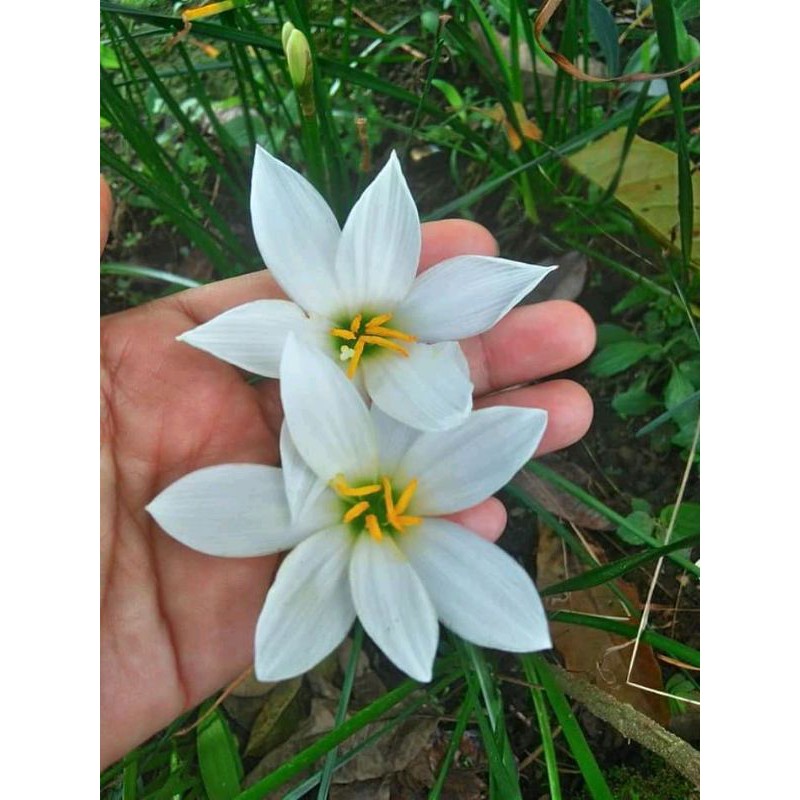 Jual umbi bibit Rainlily Candida lili hujan putih tulip import lokal ...
