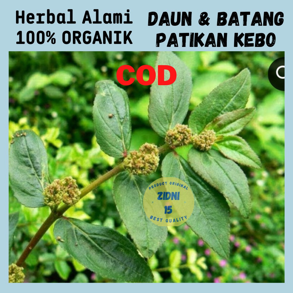Jual Daun Patikan Segar 100gram Tanaman Herbal Daun Patikan Kebo ...