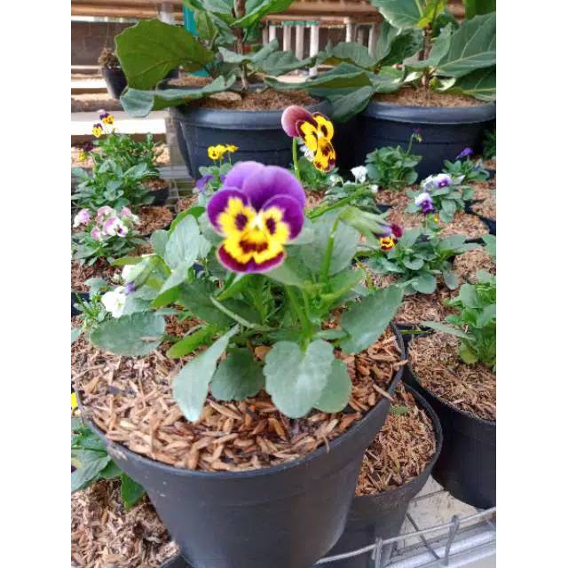 Jual Tanaman hias bunga pansy viola(bunga ungu kuning) | Shopee Indonesia
