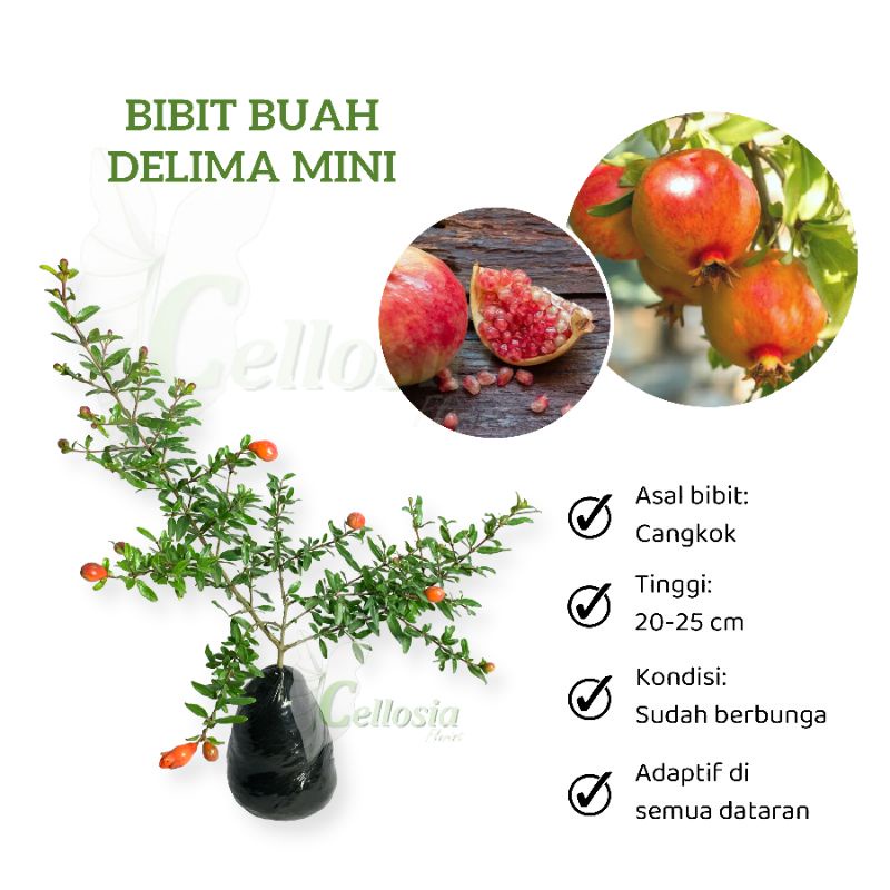Buah Delima Merah