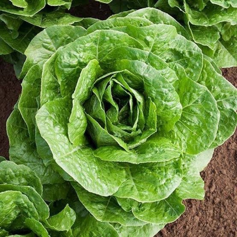 Jual Amefurashi 2 Biji Bibit Benih Sayur Romaine Lettuce Selada Romaine ...