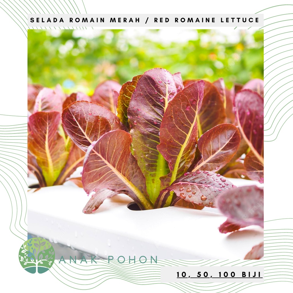 Jual Benih Bibit Biji - Lettuce Red Romaine Selada Romain Merah Seeds - Panen Dalam 35 Hari ...