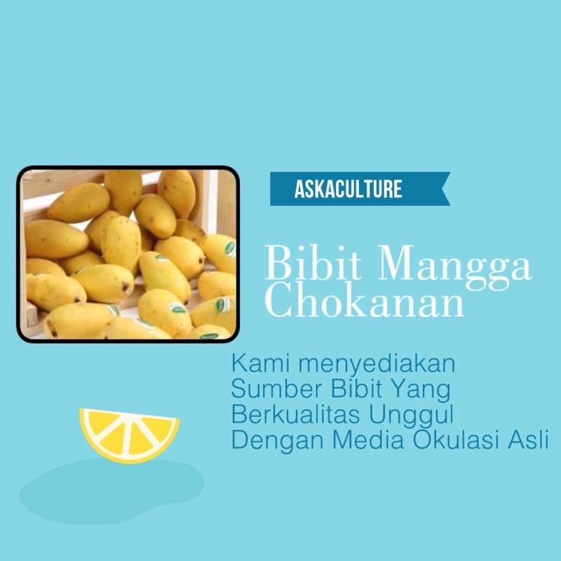 Jual [Kondisi BERBUNGA] Bibit Mangga Cokanan / Namdokmay Thailand ...