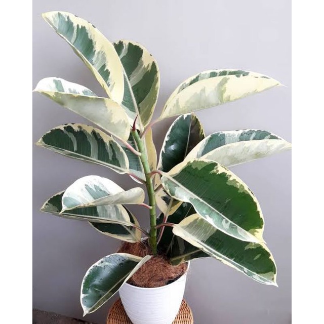 Jual Tanaman hias beringin karet kebo varigata putih - ficus elastica ...
