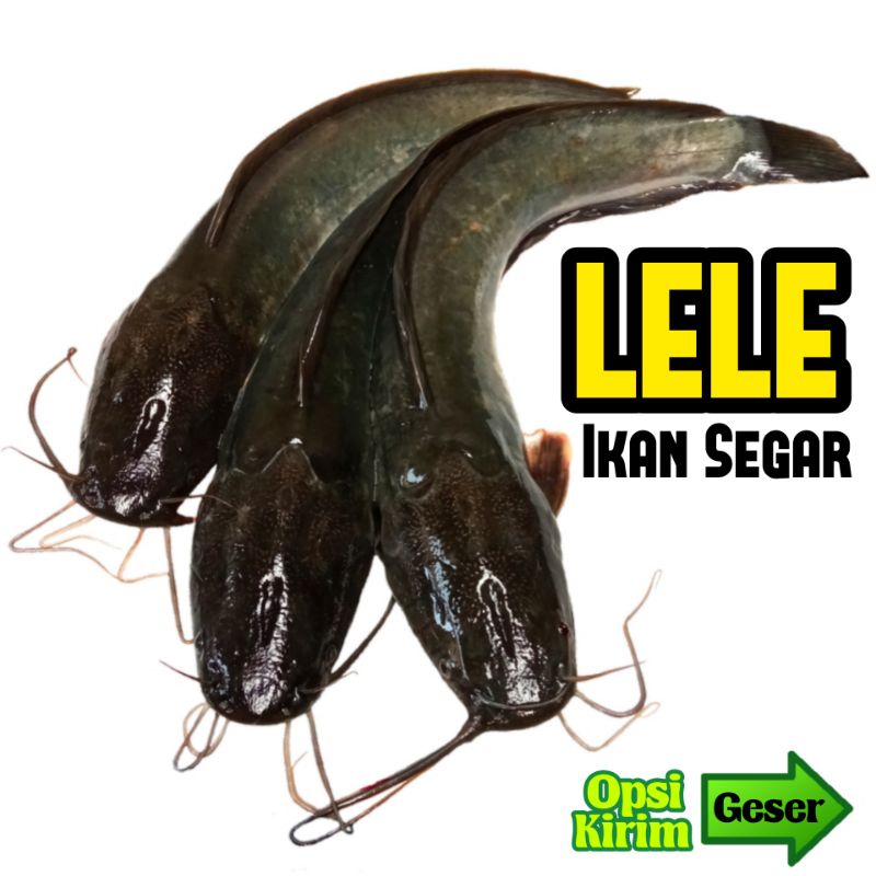 Jual IKAN LELE PER PACK - Ikan Lele Segar Konsumsi Aneka Kuliner ...