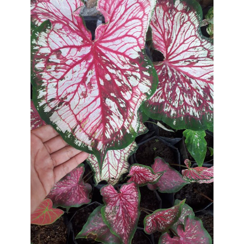 Jual caladium pink rose / pinkrose/ caladium thay beauty / whorton pink ...
