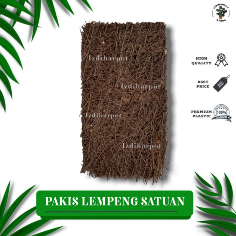 Jual MEDIA TANAM ANGGREK PAKIS PAPAN LEMPENG - PAKIS LEMPENG SATUAN ...