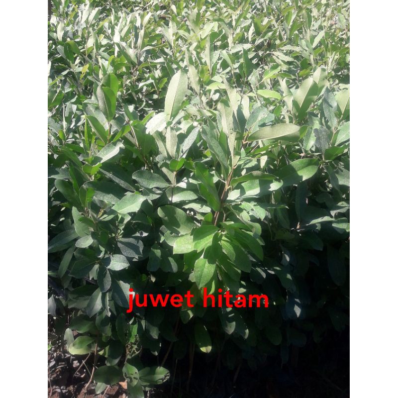 Jual juwet hitam semai biji(beli 5 gratis 1bibit) | Shopee Indonesia