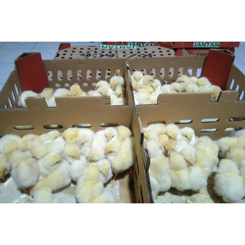 Jual DOC pejantan (pertumbuhan lambat seperti ayam kampung) "pengiriman ...