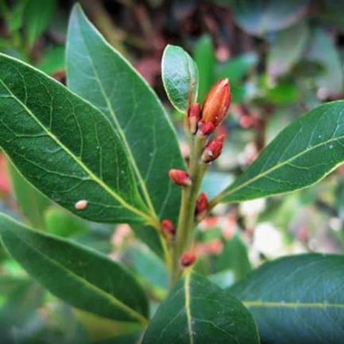 Jual Tanaman Daun Salam rimbun berakar lebat | Shopee Indonesia