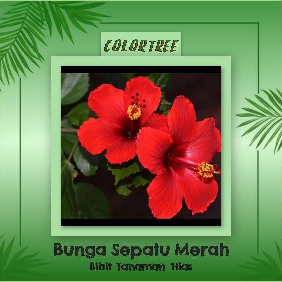 Jual Bibit Tanaman Hias Bunga Sepatu Merah | Shopee Indonesia