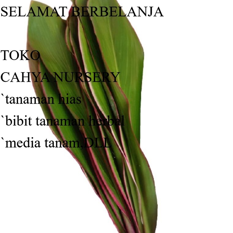 Jual PROMO Bahan bungkus bacang/bakcang 1kg daun hanjuang/hanyuang ...