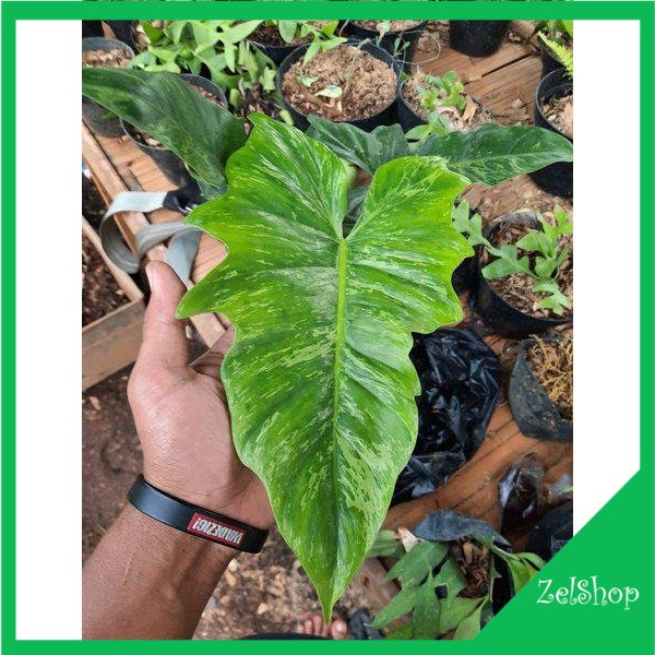 Jual Philodendron Dragon Varigata / Philo Dragon Golden Varigata ...