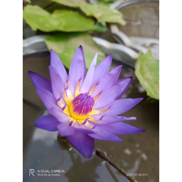 Jual Bunga Teratai Ungu capencis tunjung biru | Shopee Indonesia