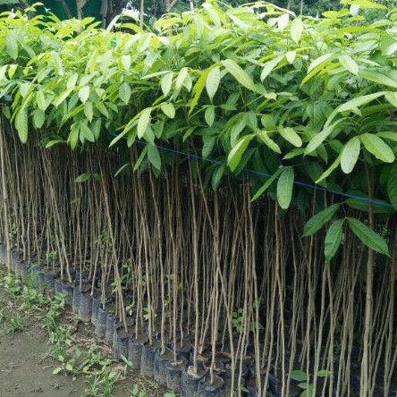 Jual Bibit Mahoni Bibit Tanaman Pohon Mahoni Atau Swietenia Mahagoni ...