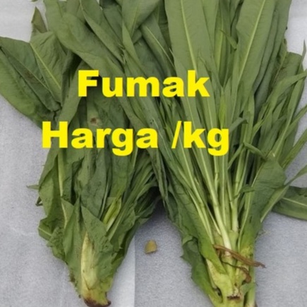 Jual Sayur Fumak Makanan Kura Kura Darat Kumek Kumak Sayur Makanan Kura ...
