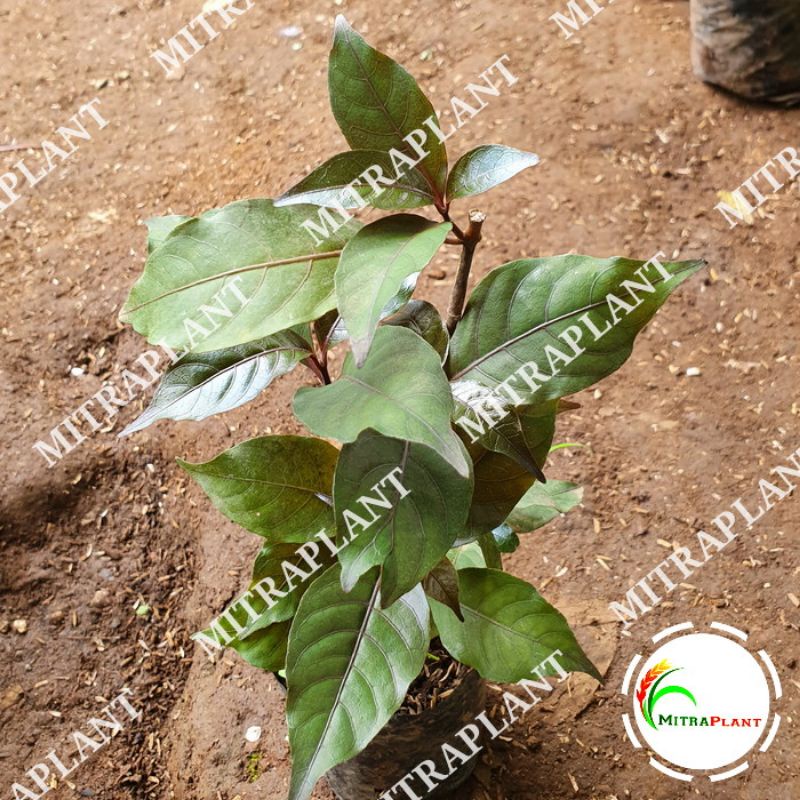 Jual Bibit Pohon Handeuleum - Tanaman Daun Handelem - Tanaman Daun Ungu ...