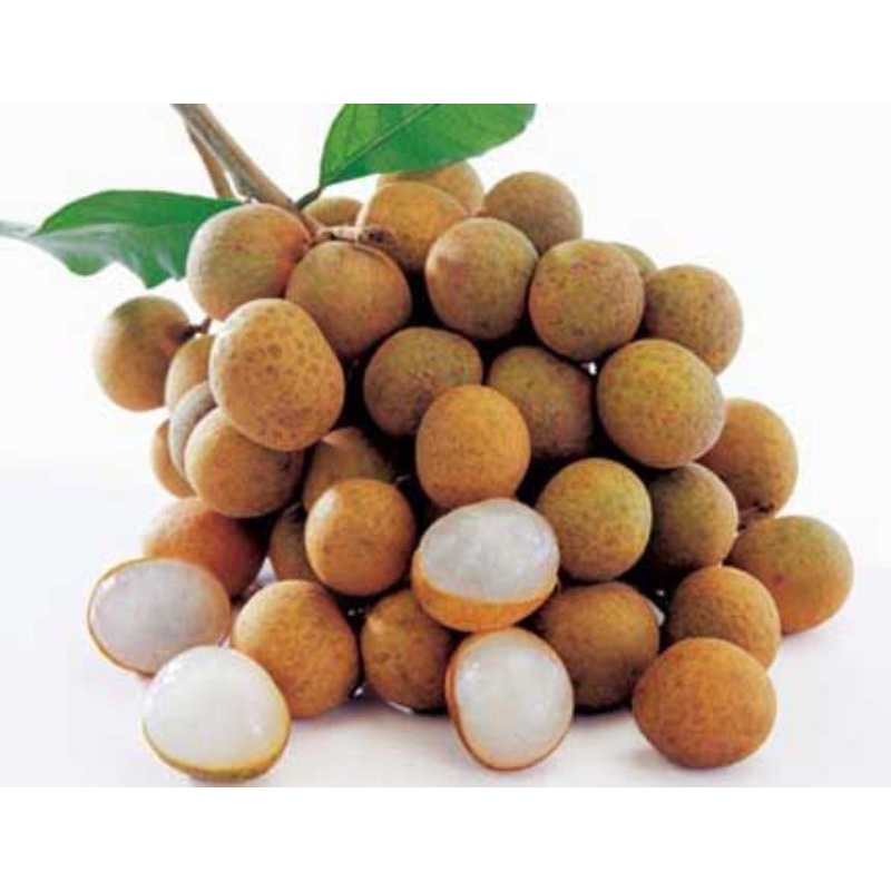 Jual Lengkeng Bangkok super 1 kg | Shopee Indonesia