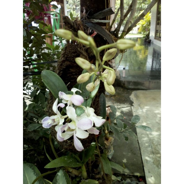 Jual Anggrek dendrobium mini berbunga dua tangkai | Shopee Indonesia
