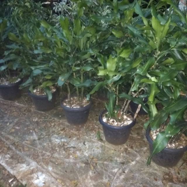 Jual Tanaman hias hanjuang mini/keriting | Shopee Indonesia