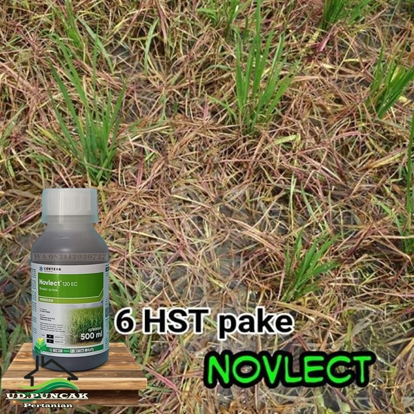 Jual Herbisida NOVLECT 125EC 500ml Khusus mengendalikan Gulma Tanaman ...