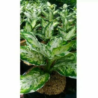 Produk Rabbani motor | Shopee Indonesia