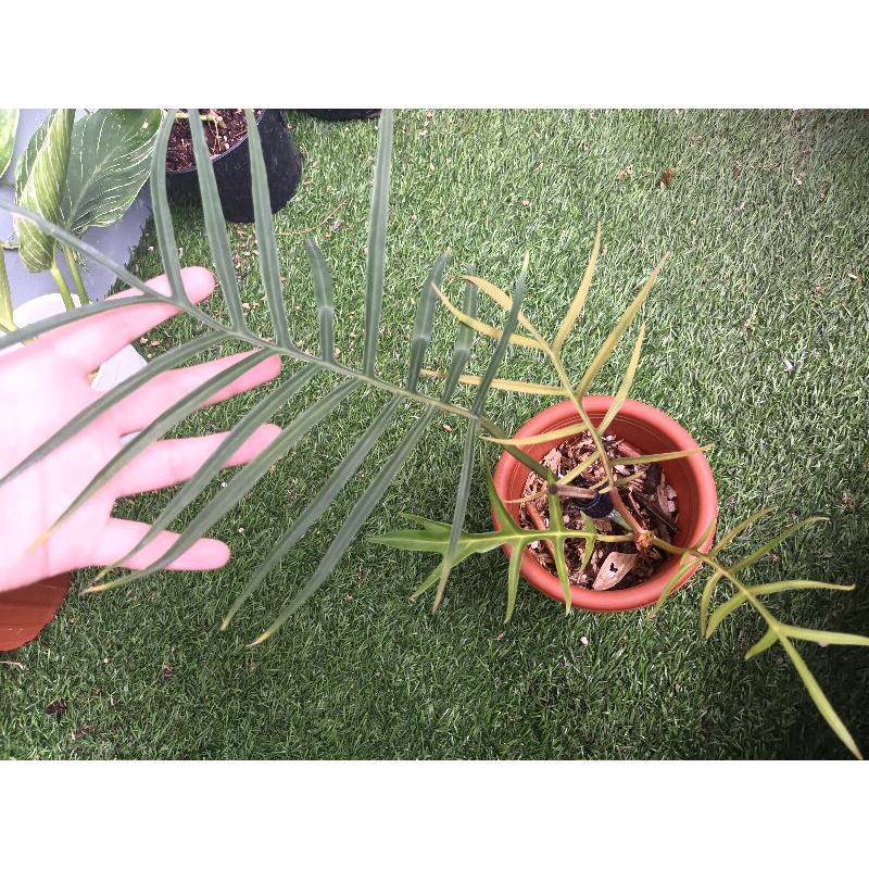 Jual philo tortum | Shopee Indonesia