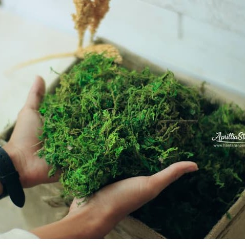 Jual RUMPUT SINTETIS ASLI LUMUT | GREEN MOSS 25gr Bahan Kerajinan Untuk ...