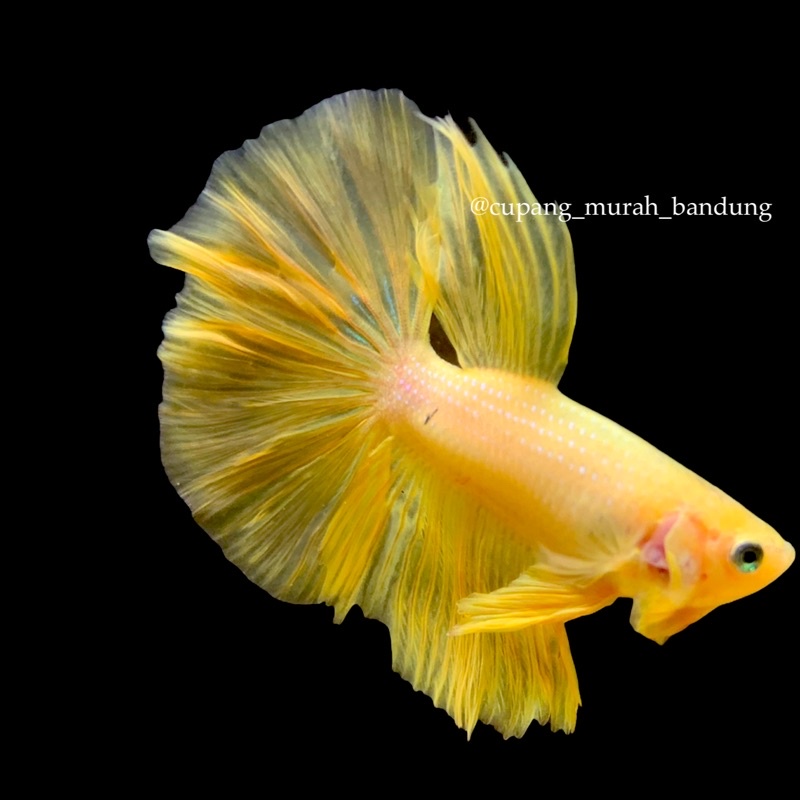 Jual TERMURAH !!! DAN REAL PICH !!! IKAN CUPANG BETTA FISH HALFMOON ...