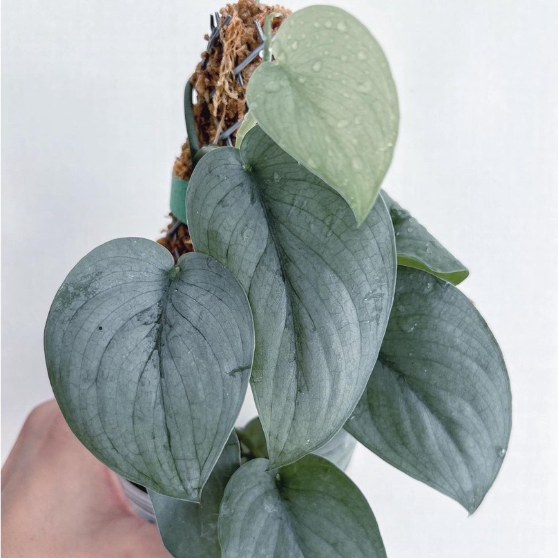 Jual Scindapsus Silver Hero Platinum | Shopee Indonesia