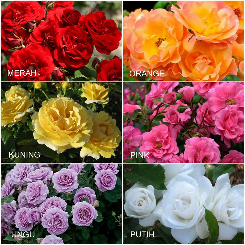 Jual Mawar Floribunda (rosa sp) Kondisi Berbunga Bisa Pilih Warna ...