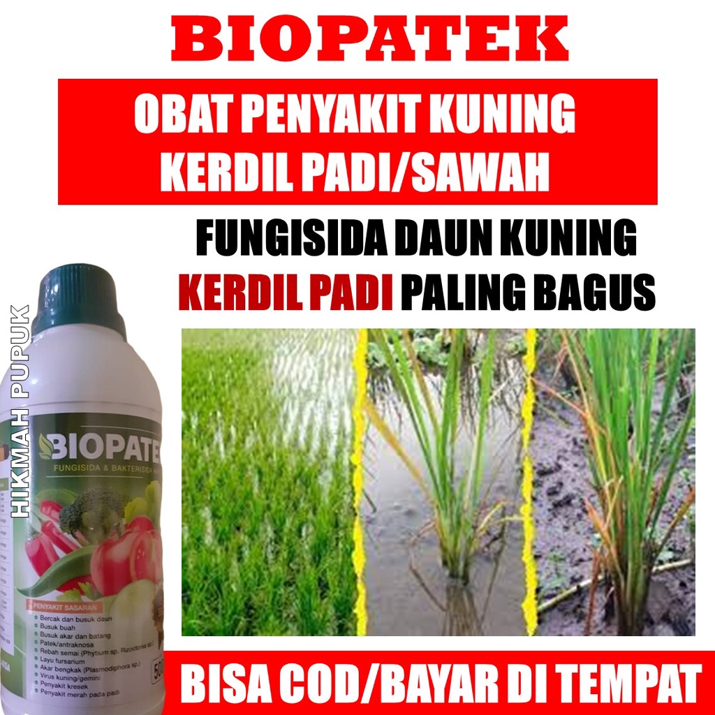 Jual (Promo COD) Pupuk Semprot Kuning Kerdil Rumput Tanaman Padi Isi ...
