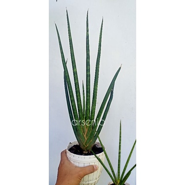 Jual Sansivera Pencil Kipas | Shopee Indonesia