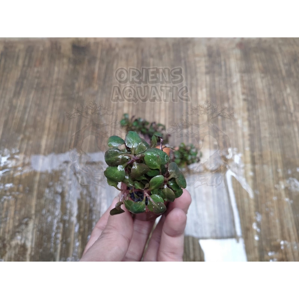 Jual Tanaman Aquascape - Lobelia Cardinalis (1 Pot) | Shopee Indonesia