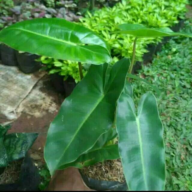 Jual Tanaman Philo Brekele Tanaman Philo Burle | Shopee Indonesia