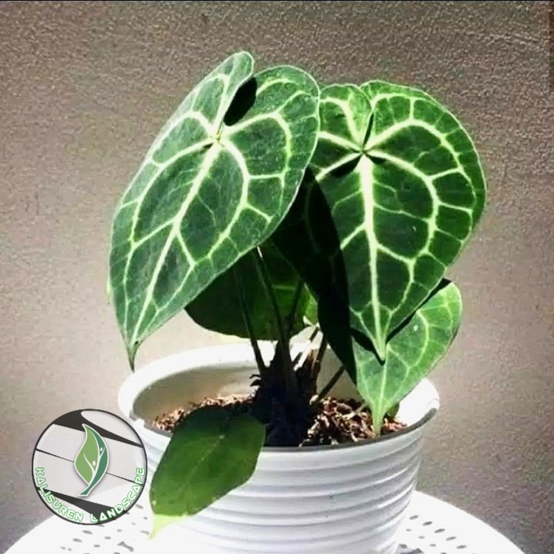 Jual ( BISA COD ) PROMO! Tanaman Hias Anthurium Crystallinum Kuping ...