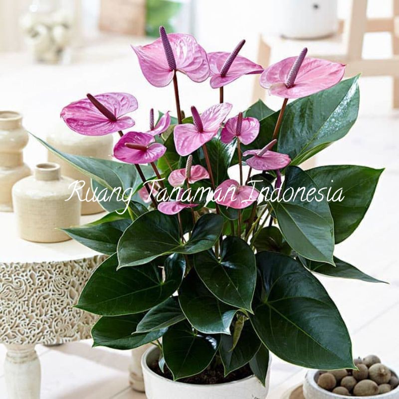 Jual Anthurium ungu mini/anthurium mickey mouse purple tanaman hias ...